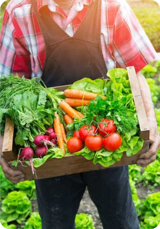 Giới Thiệu Về May Farm